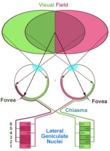 Visión 3D , Estereopsis. - Qvision